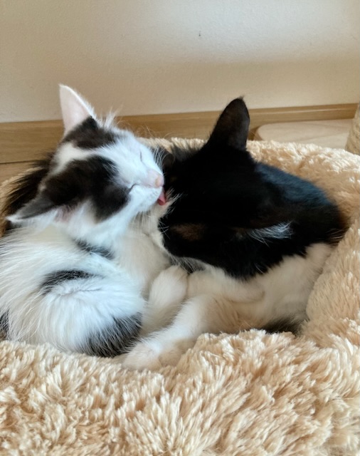 Unsere Pflegis: Geschichten aus dem Katzen-Kindergarten| Seite 311 ... Unsere Pflegis: Geschichten aus dem Katzen-Kindergarten| Seite 311 ...