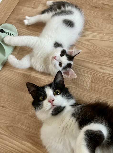 Unsere Pflegis: Geschichten aus dem Katzen-Kindergarten| Seite 311 ... Unsere Pflegis: Geschichten aus dem Katzen-Kindergarten| Seite 311 ...