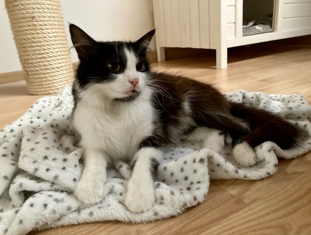 Unsere Pflegis: Geschichten aus dem Katzen-Kindergarten| Seite 311 ... Unsere Pflegis: Geschichten aus dem Katzen-Kindergarten| Seite 311 ...