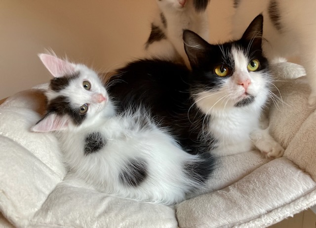 Unsere Pflegis: Geschichten aus dem Katzen-Kindergarten| Seite 311 ... Unsere Pflegis: Geschichten aus dem Katzen-Kindergarten| Seite 311 ...